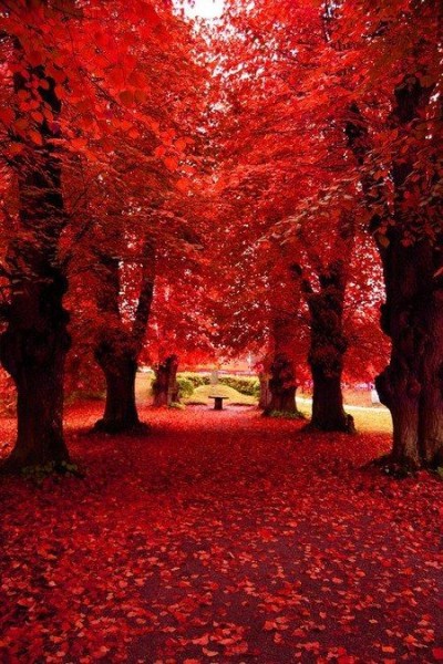 Red forest - Splendid Habitat